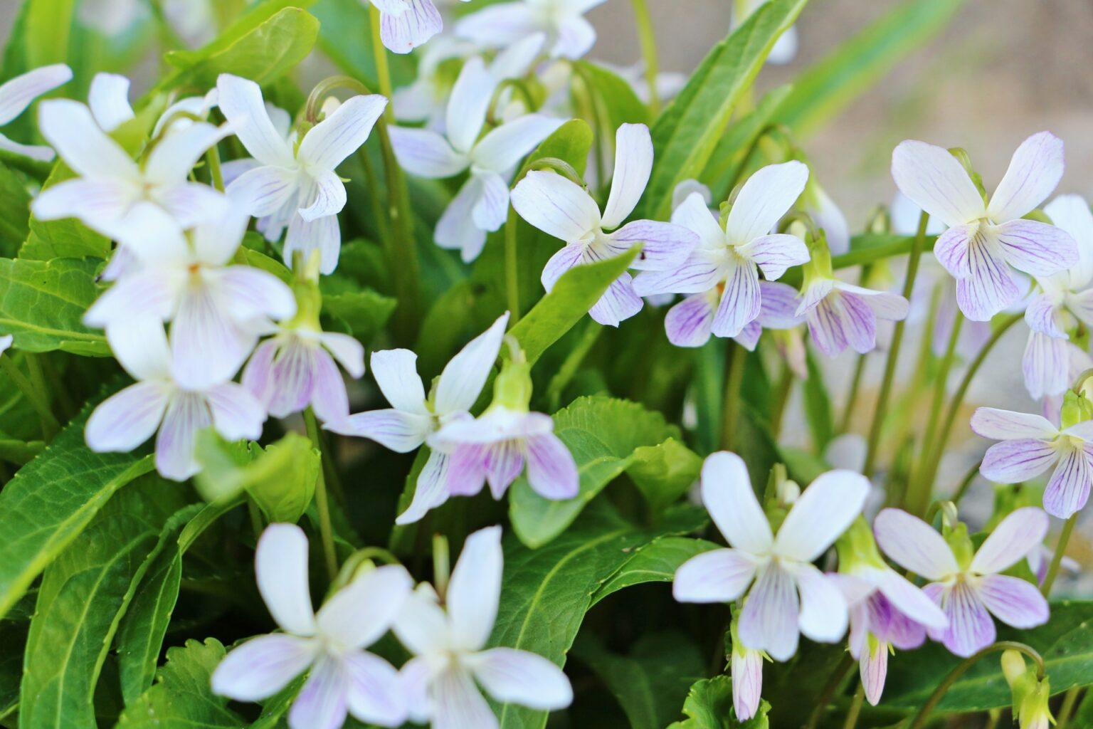 1月6日〜366日の誕生石〜 | differencee（ディファレンシー）公式