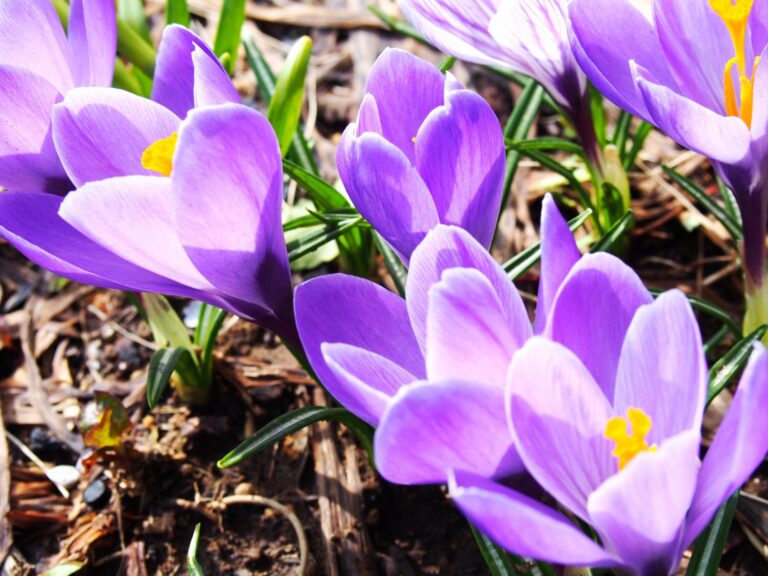 1月21日〜366日の誕生石〜 | differencee（ディファレンシー）公式