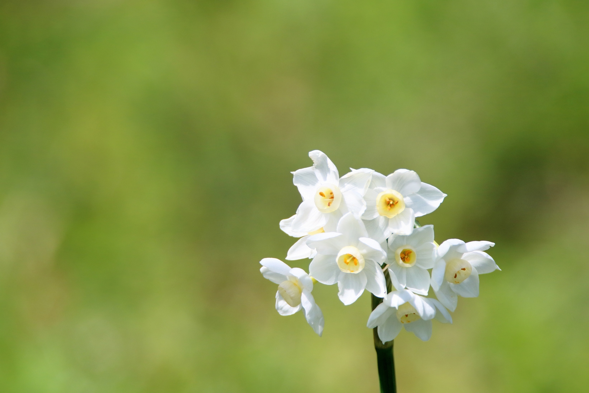 1月13日〜366日の誕生石〜 | differencee（ディファレンシー）公式