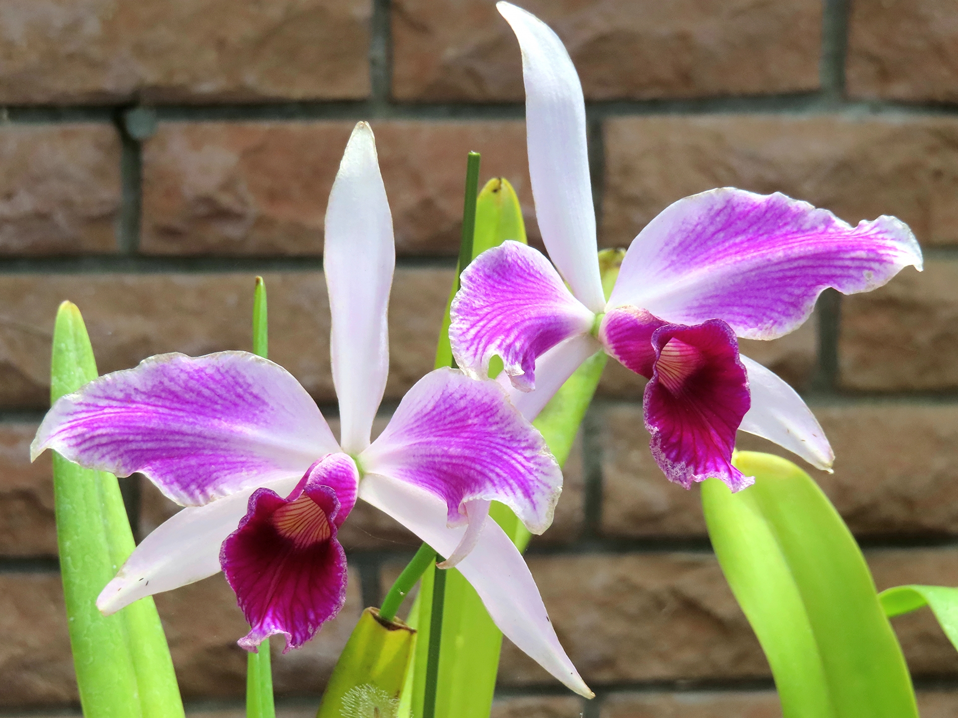 1月13日〜366日の誕生石〜 | differencee（ディファレンシー）公式