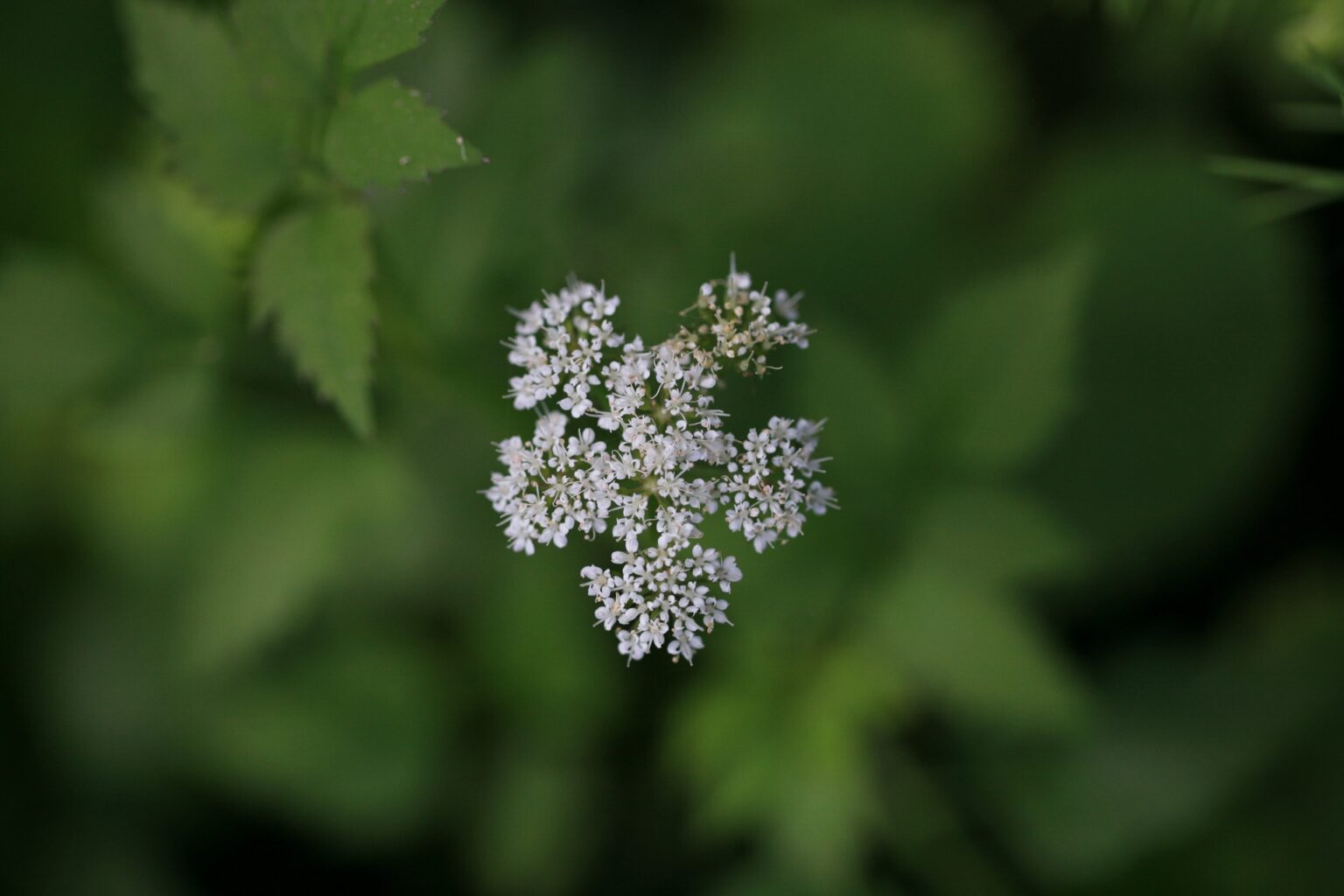 1月11日〜366日の誕生石〜 | differencee（ディファレンシー）公式