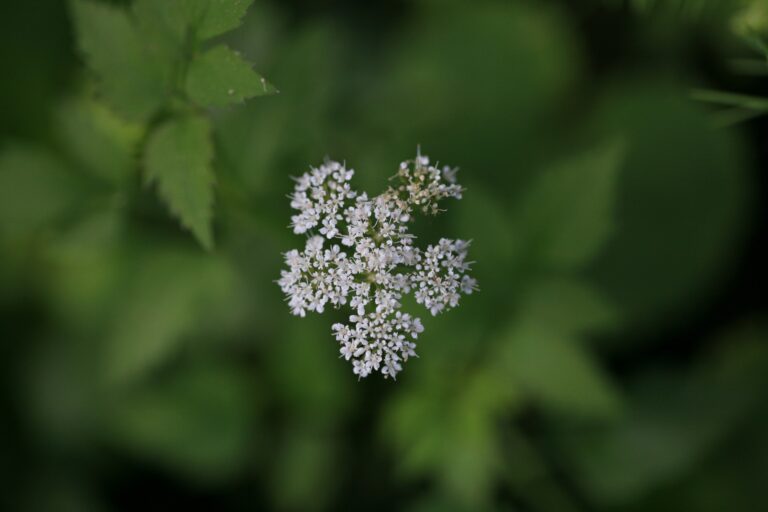 1月11日〜366日の誕生石〜 | differencee（ディファレンシー）公式