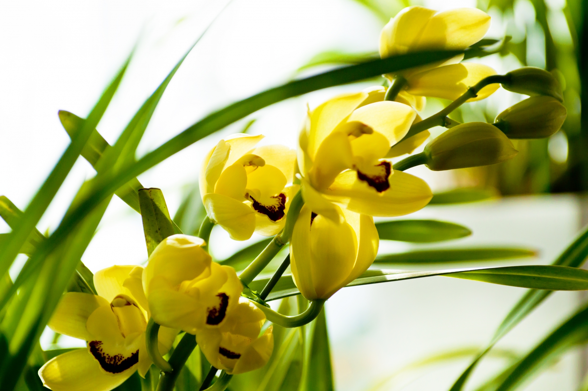 1月17日〜366日の誕生石〜 | differencee（ディファレンシー）公式