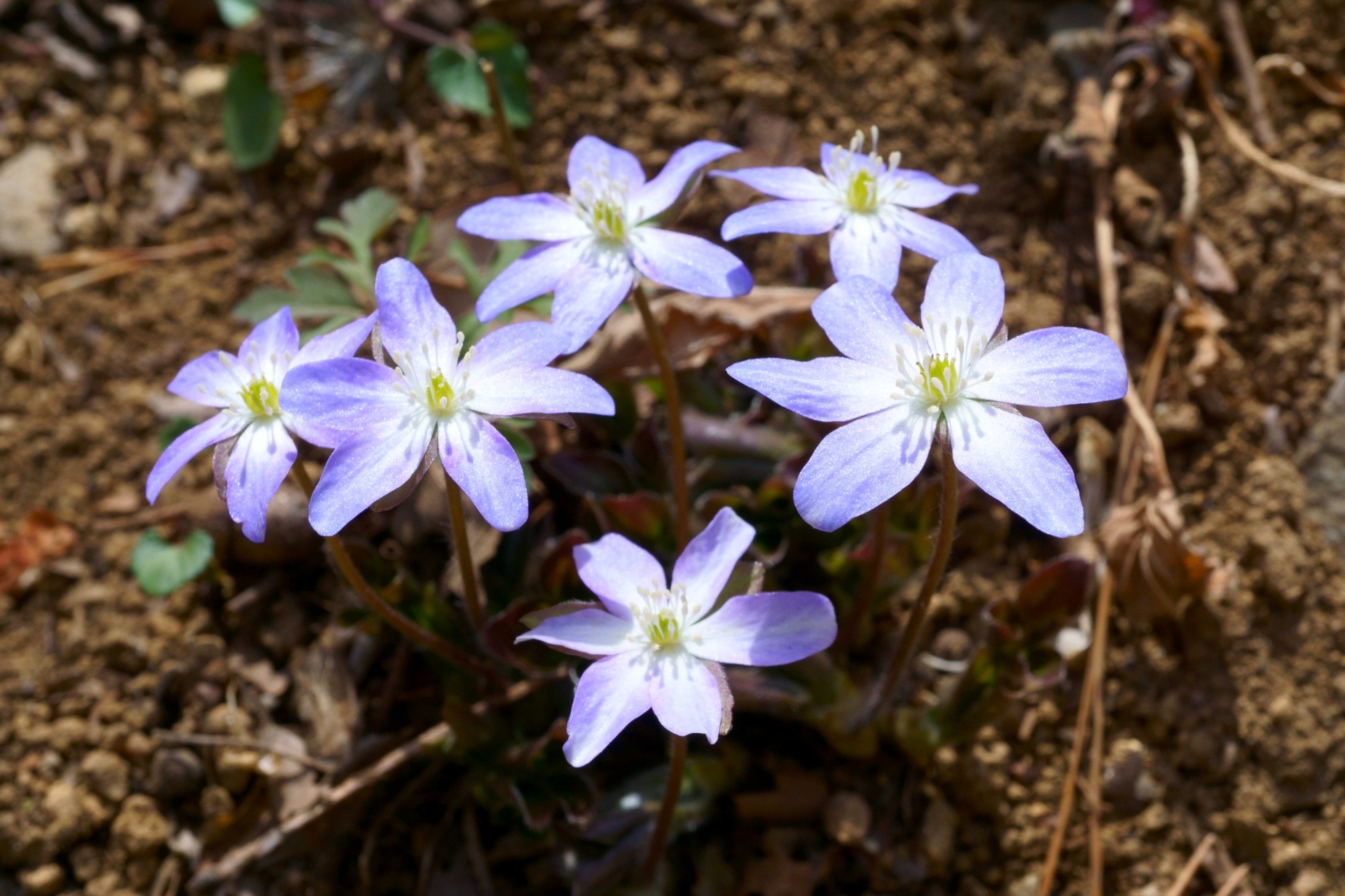 1月5日〜366日の誕生石〜 | differencee（ディファレンシー）公式