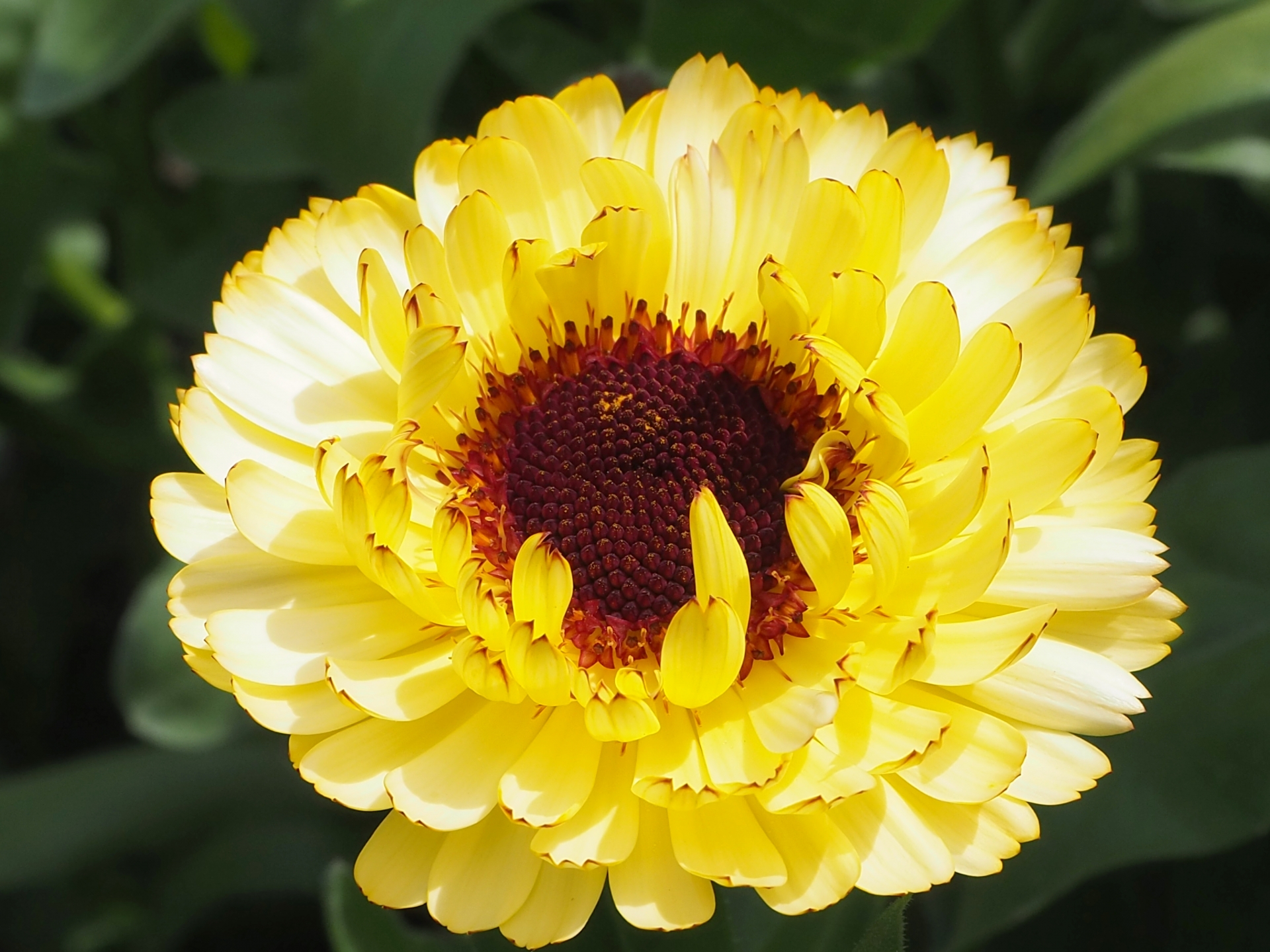 1月12日〜366日の誕生石〜 | differencee（ディファレンシー）公式