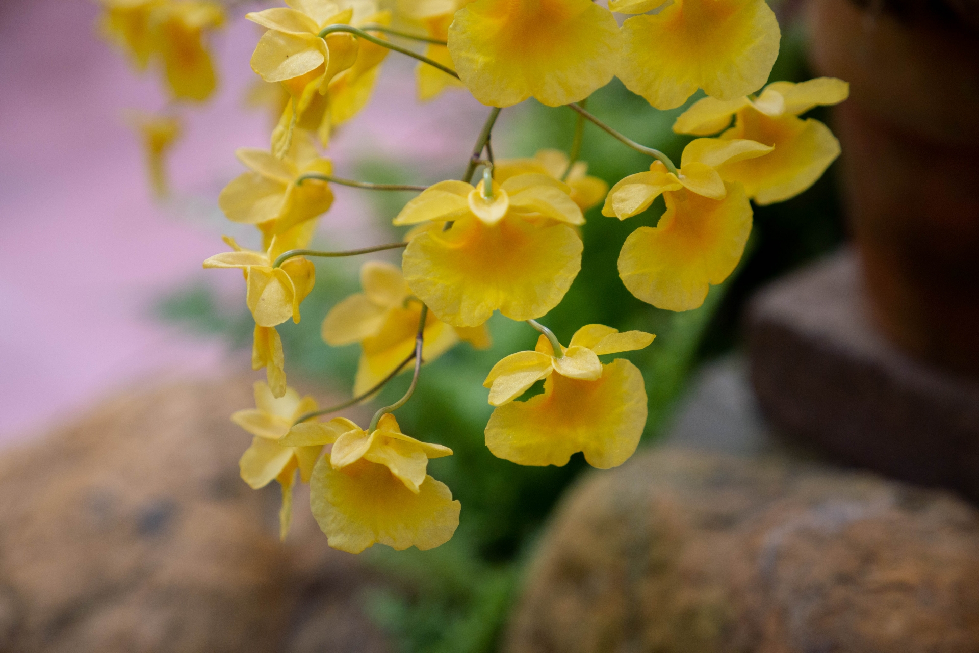 1月16日〜366日の誕生石〜 | differencee（ディファレンシー）公式