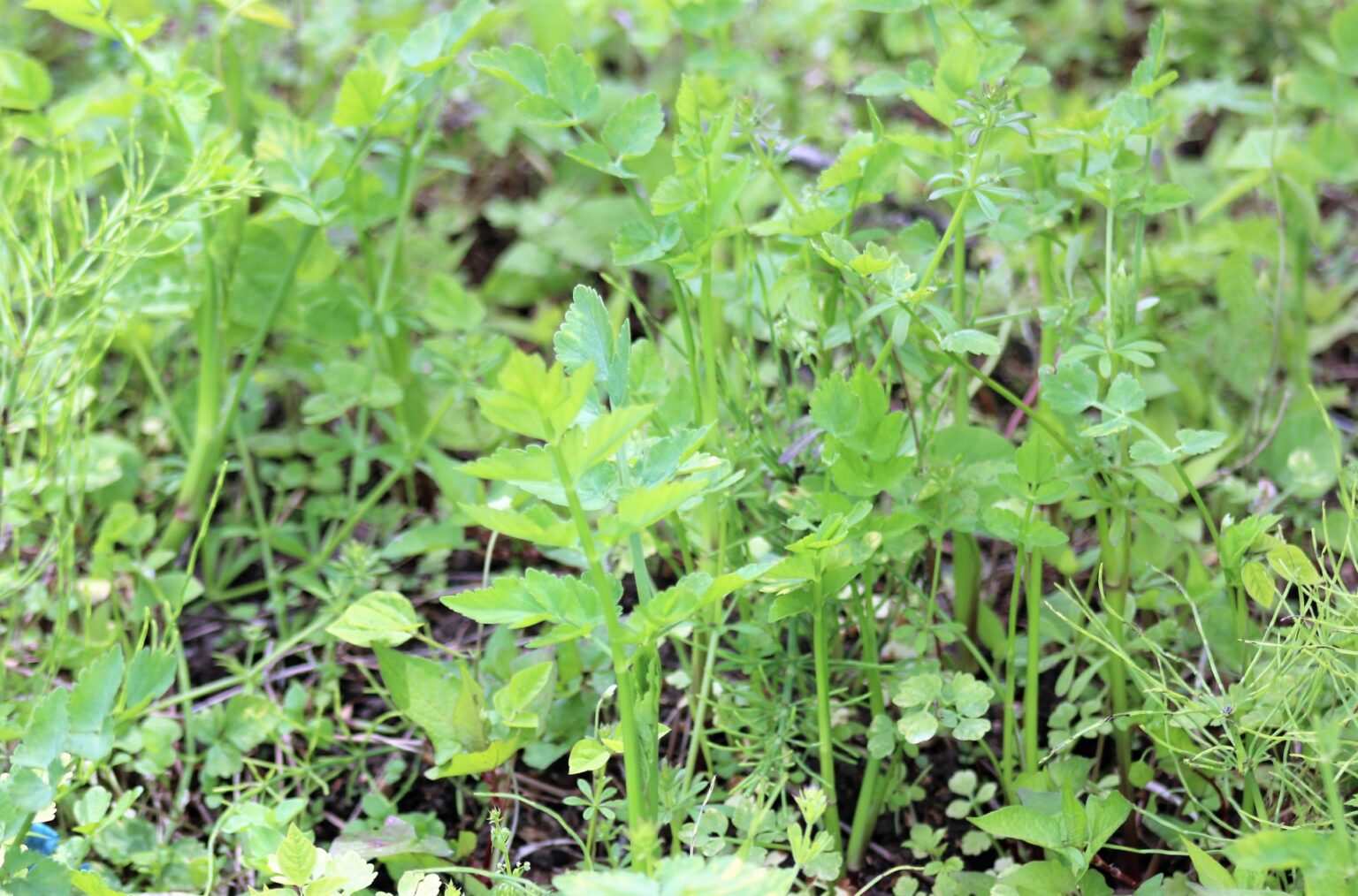 1月6日〜366日の誕生石〜 | differencee（ディファレンシー）公式