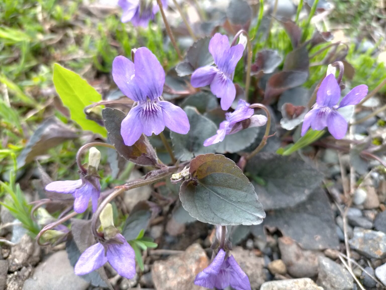 1月8日〜366日の誕生石〜 | differencee（ディファレンシー）公式