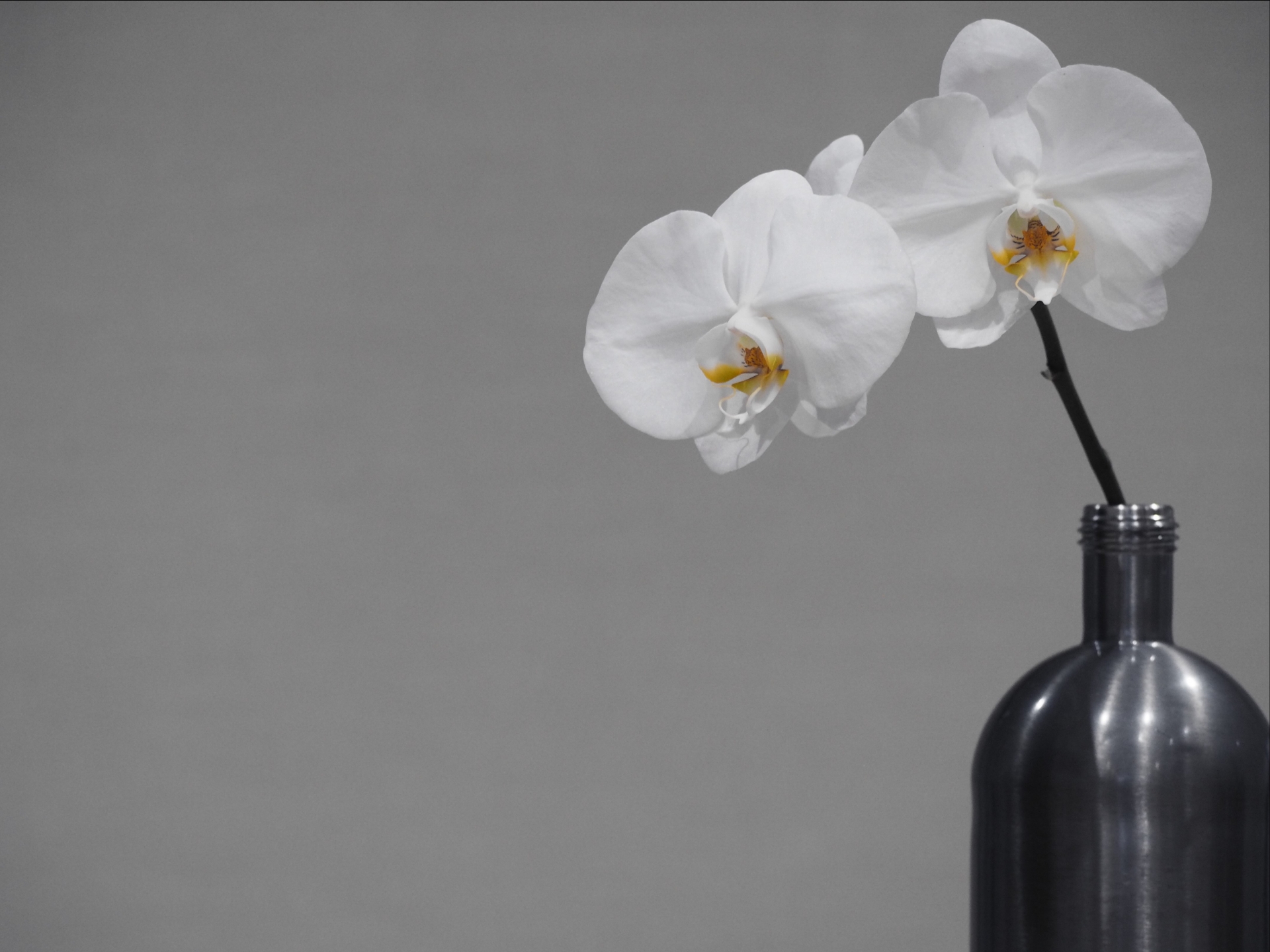 1月17日〜366日の誕生石〜 | differencee（ディファレンシー）公式