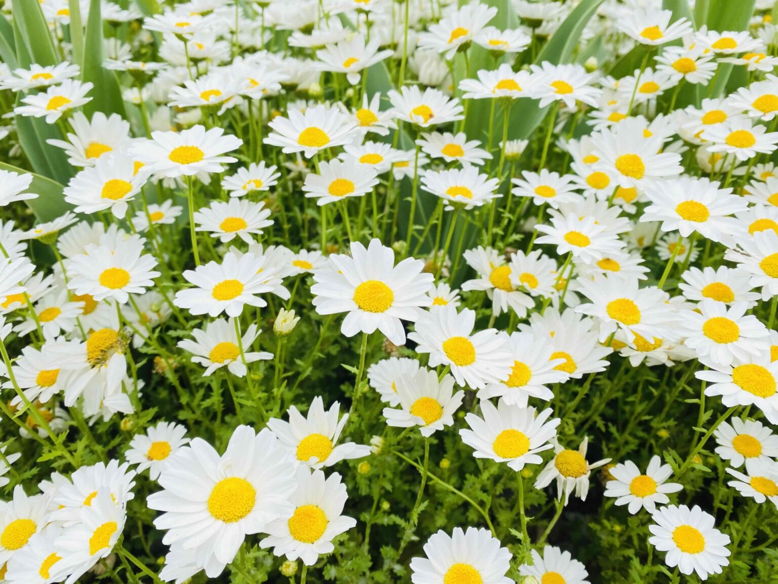 1月4日〜366日の誕生石〜 | differencee（ディファレンシー）公式