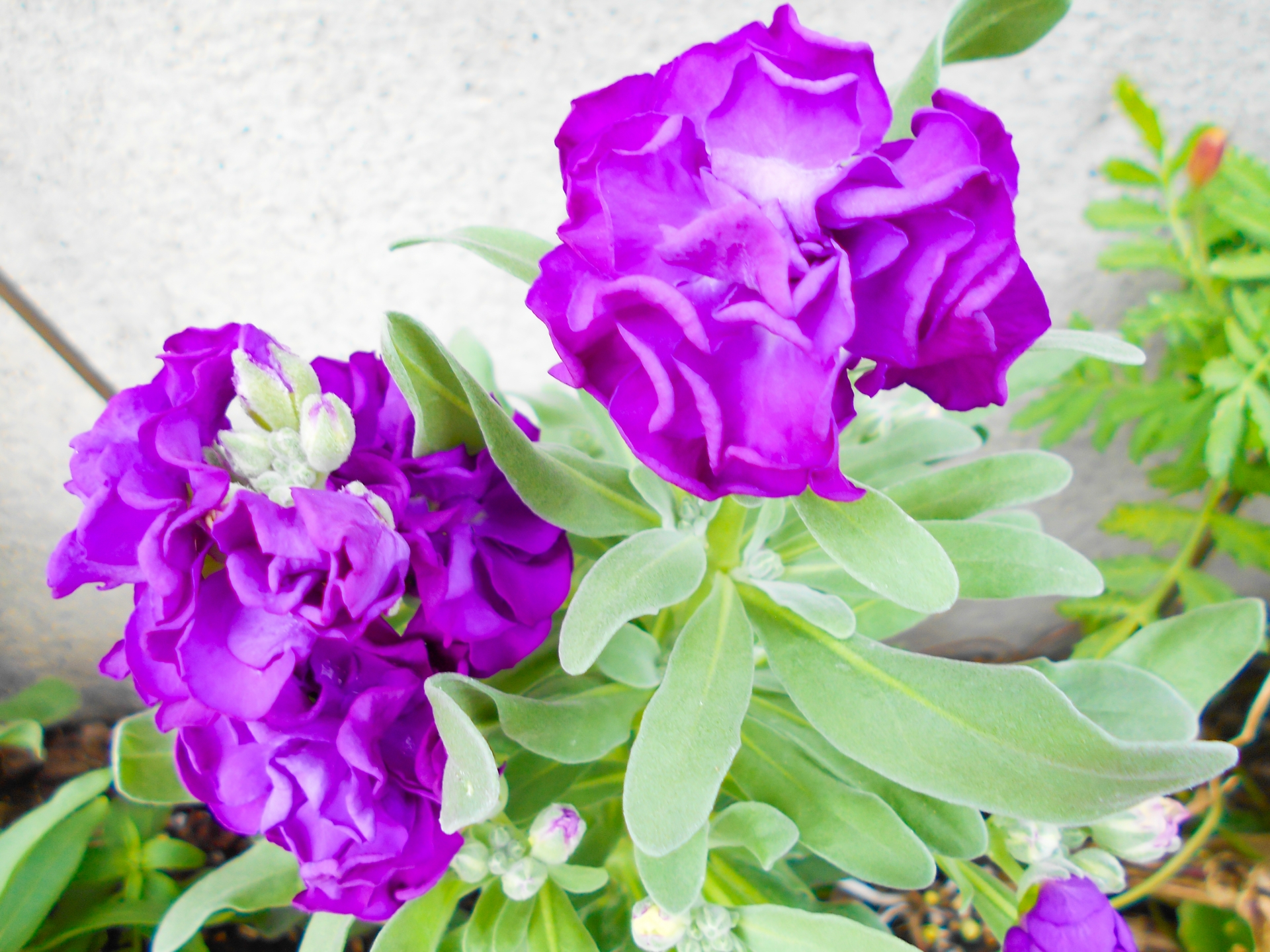 1月10日〜366日の誕生石〜 | differencee（ディファレンシー）公式