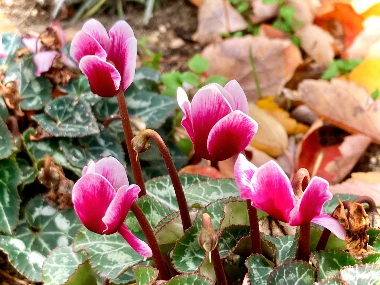 1月15日〜366日の誕生石〜 | differencee（ディファレンシー）公式