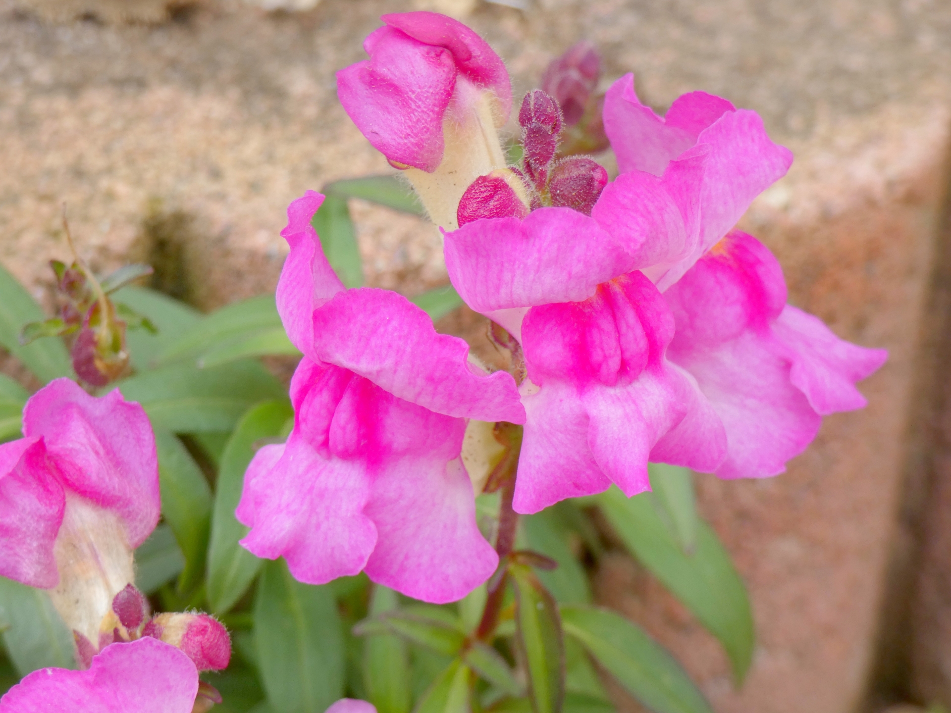 1月16日〜366日の誕生石〜 | differencee（ディファレンシー）公式