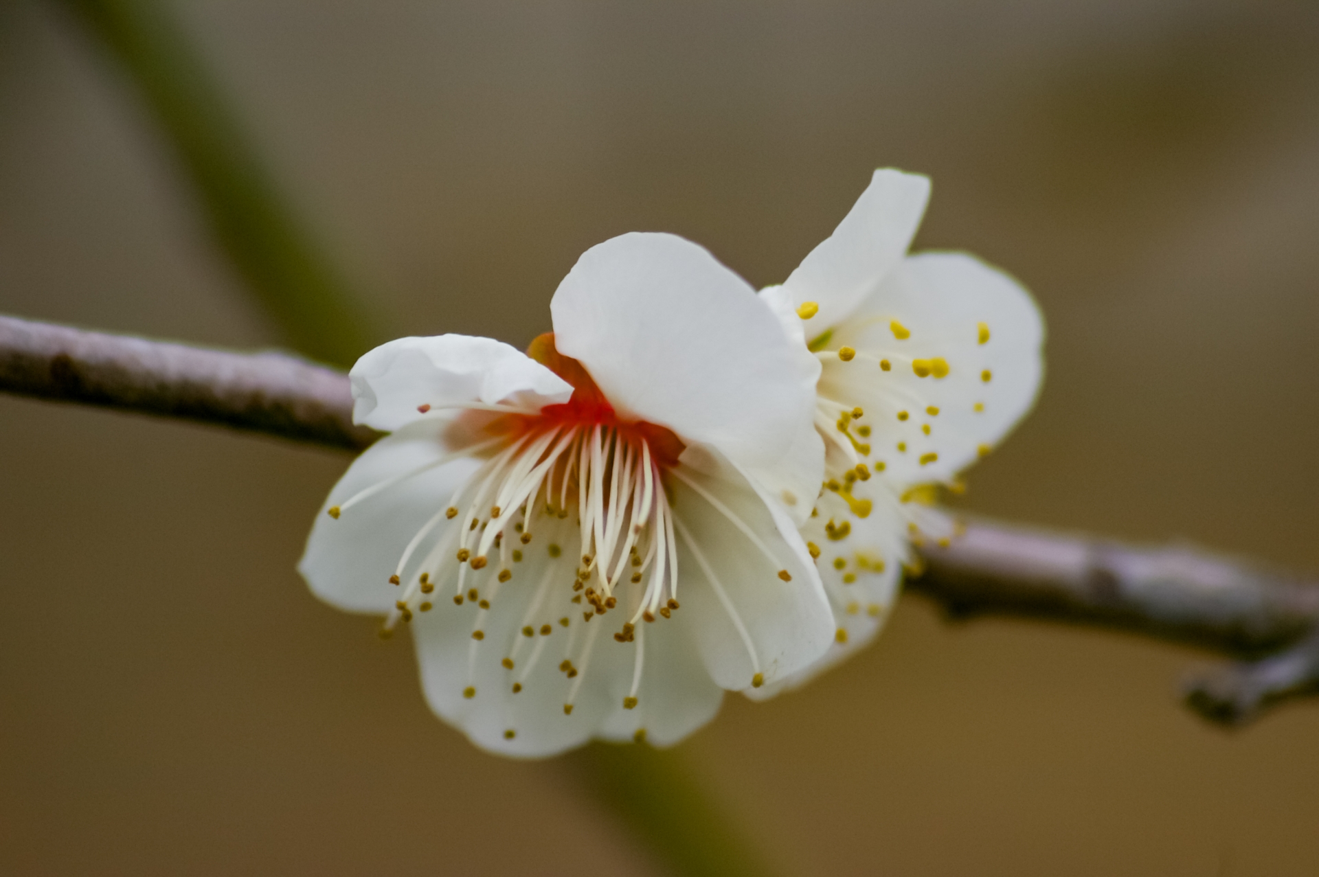 1月3日〜366日の誕生石〜 | differencee（ディファレンシー）公式