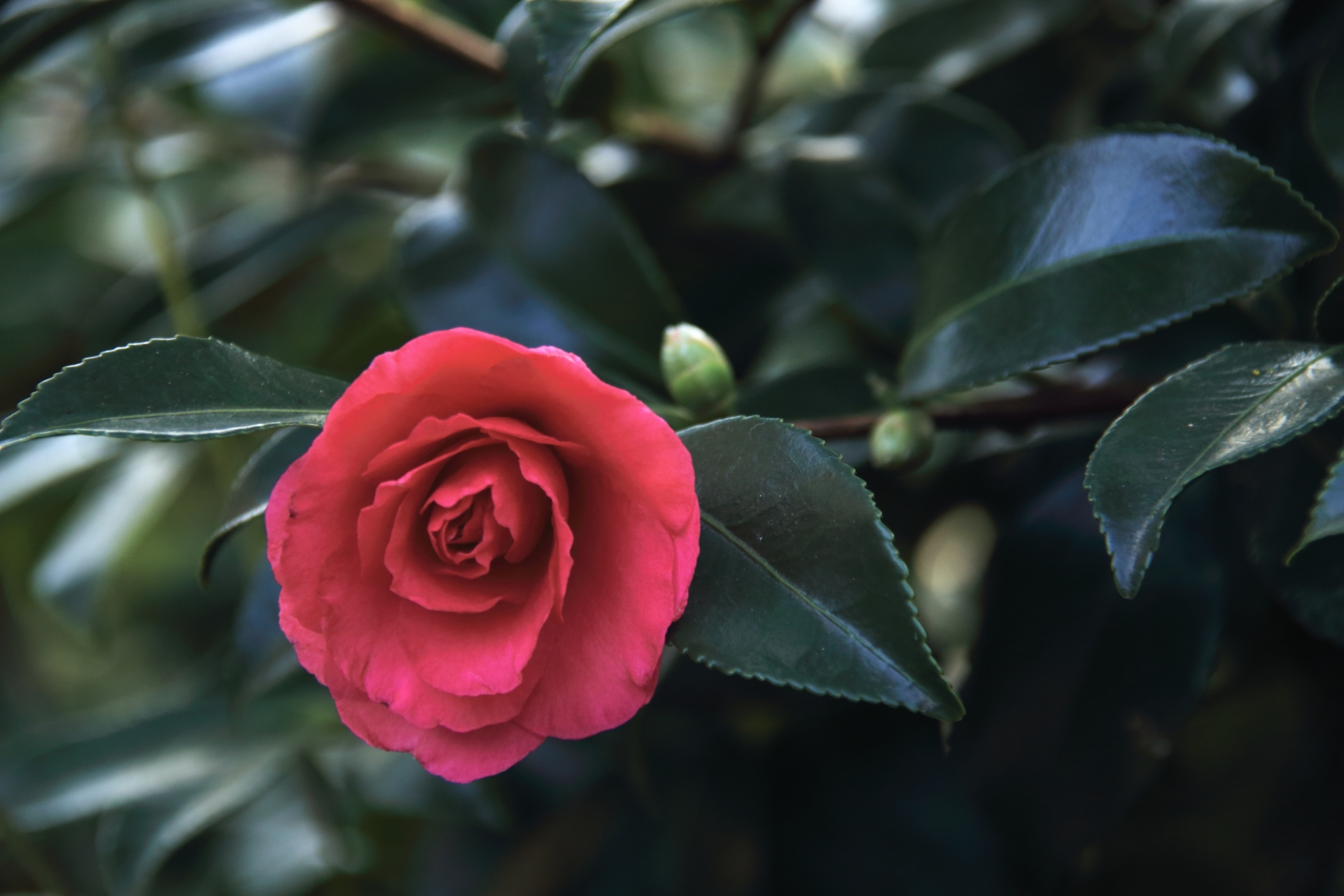 1月2日〜366日の誕生石〜 | differencee（ディファレンシー）公式