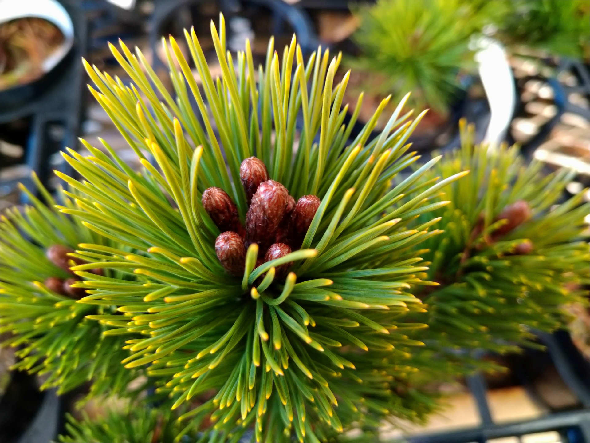 1月3日〜366日の誕生石〜 | differencee（ディファレンシー）公式