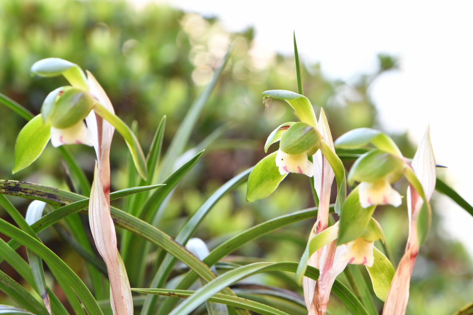 1月19日〜366日の誕生石〜 | differencee（ディファレンシー）公式