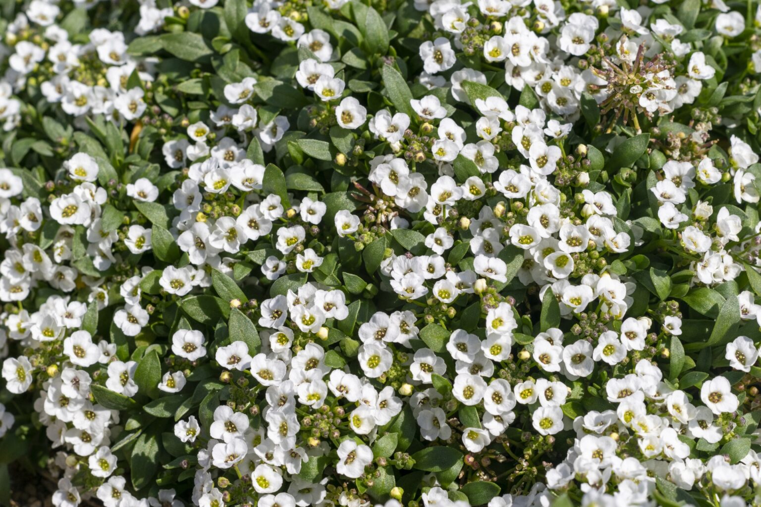 1月12日〜366日の誕生石〜 | differencee（ディファレンシー）公式