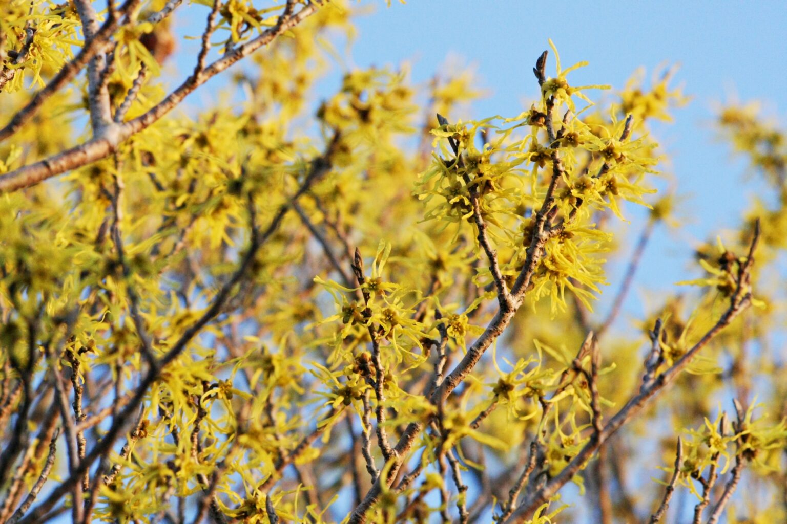 1月6日〜366日の誕生石〜 | differencee（ディファレンシー）公式