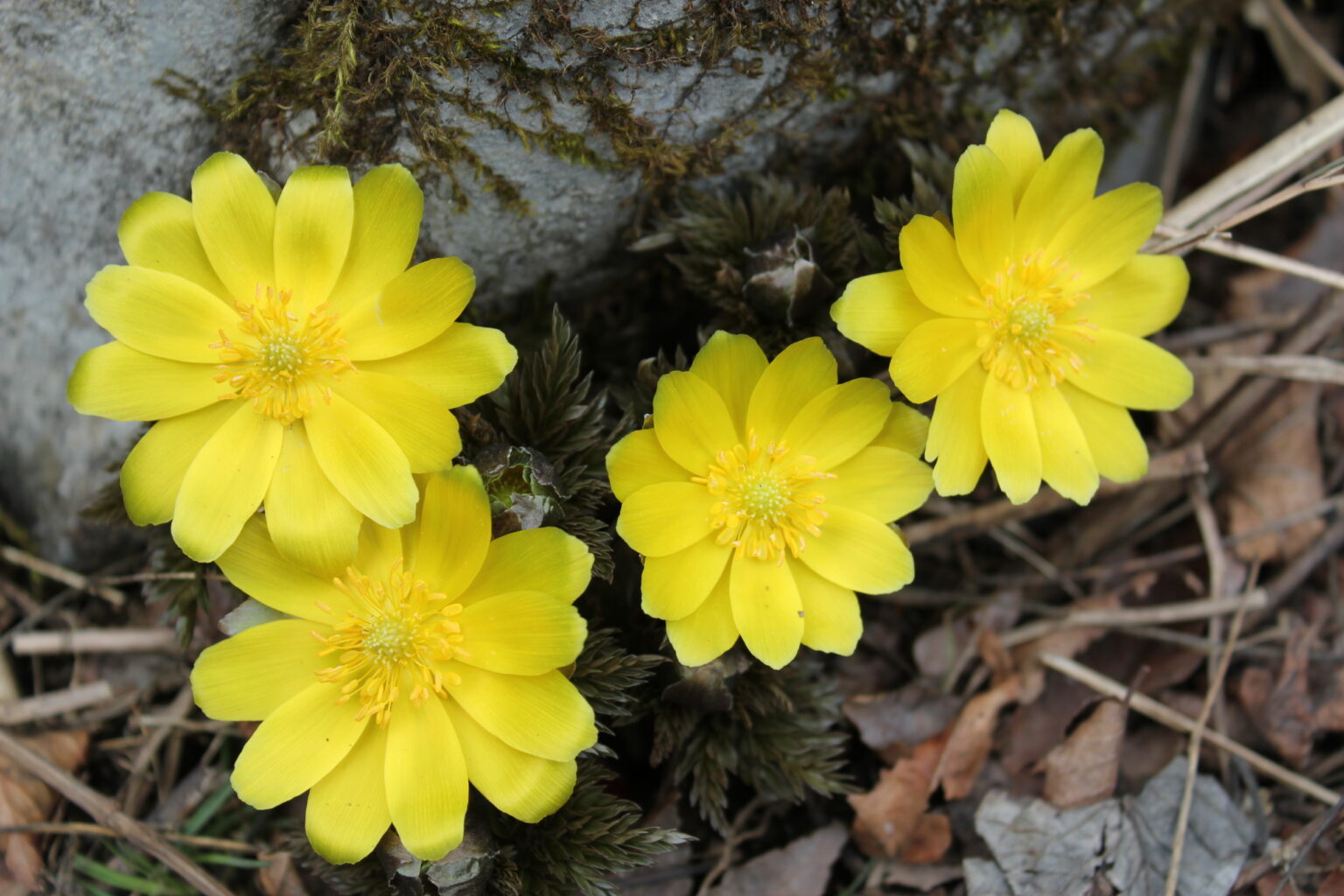 1月12日〜366日の誕生石〜 | differencee（ディファレンシー）公式