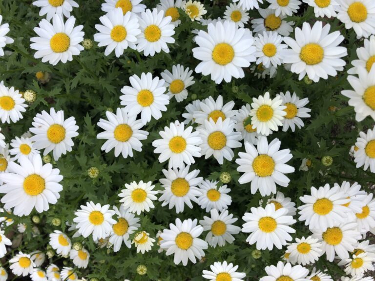 1月9日〜366日の誕生石〜 | differencee（ディファレンシー）公式