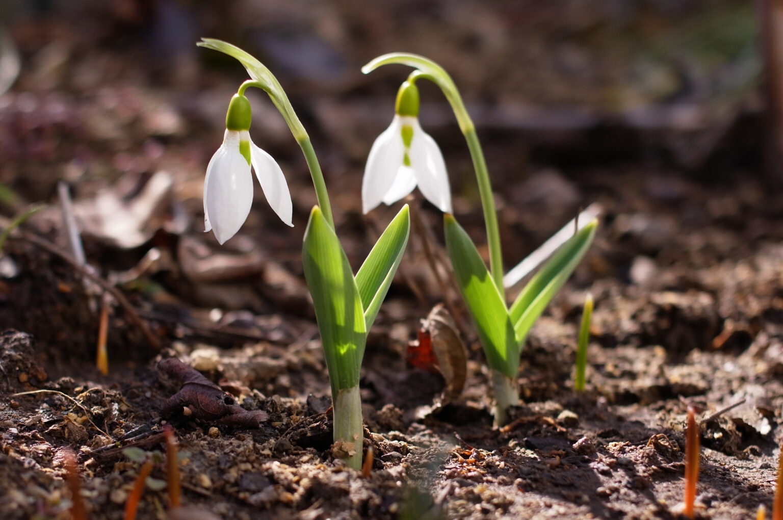 1月1日〜366日の誕生石〜 | differencee（ディファレンシー）公式