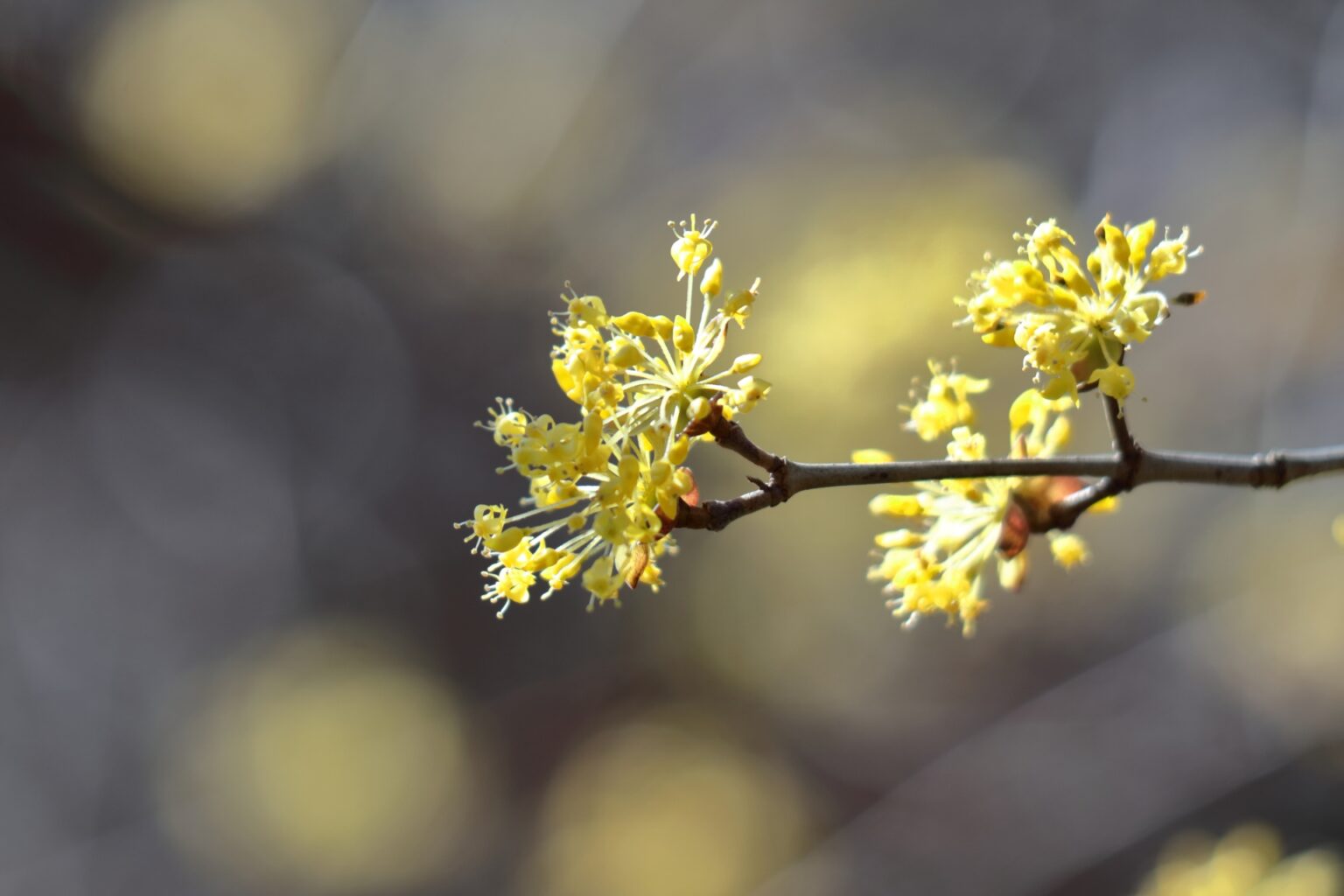 1月18日〜366日の誕生石〜 | differencee（ディファレンシー）公式