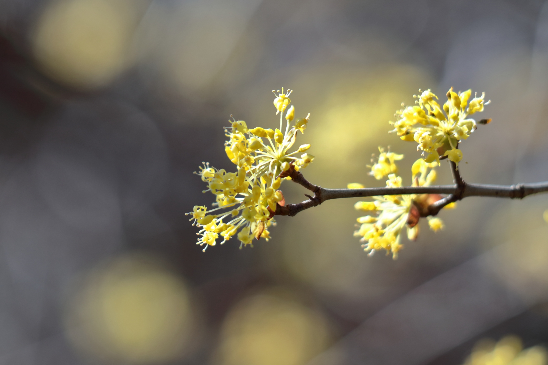 1月18日〜366日の誕生石〜 | differencee（ディファレンシー）公式