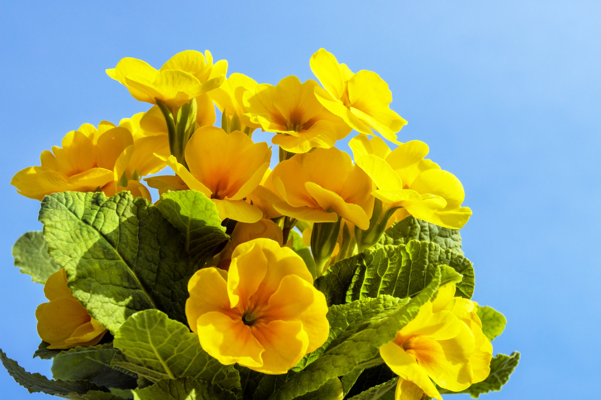 1月18日〜366日の誕生石〜 | differencee（ディファレンシー）公式