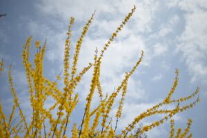 1月18日〜366日の誕生石〜 | differencee（ディファレンシー）公式