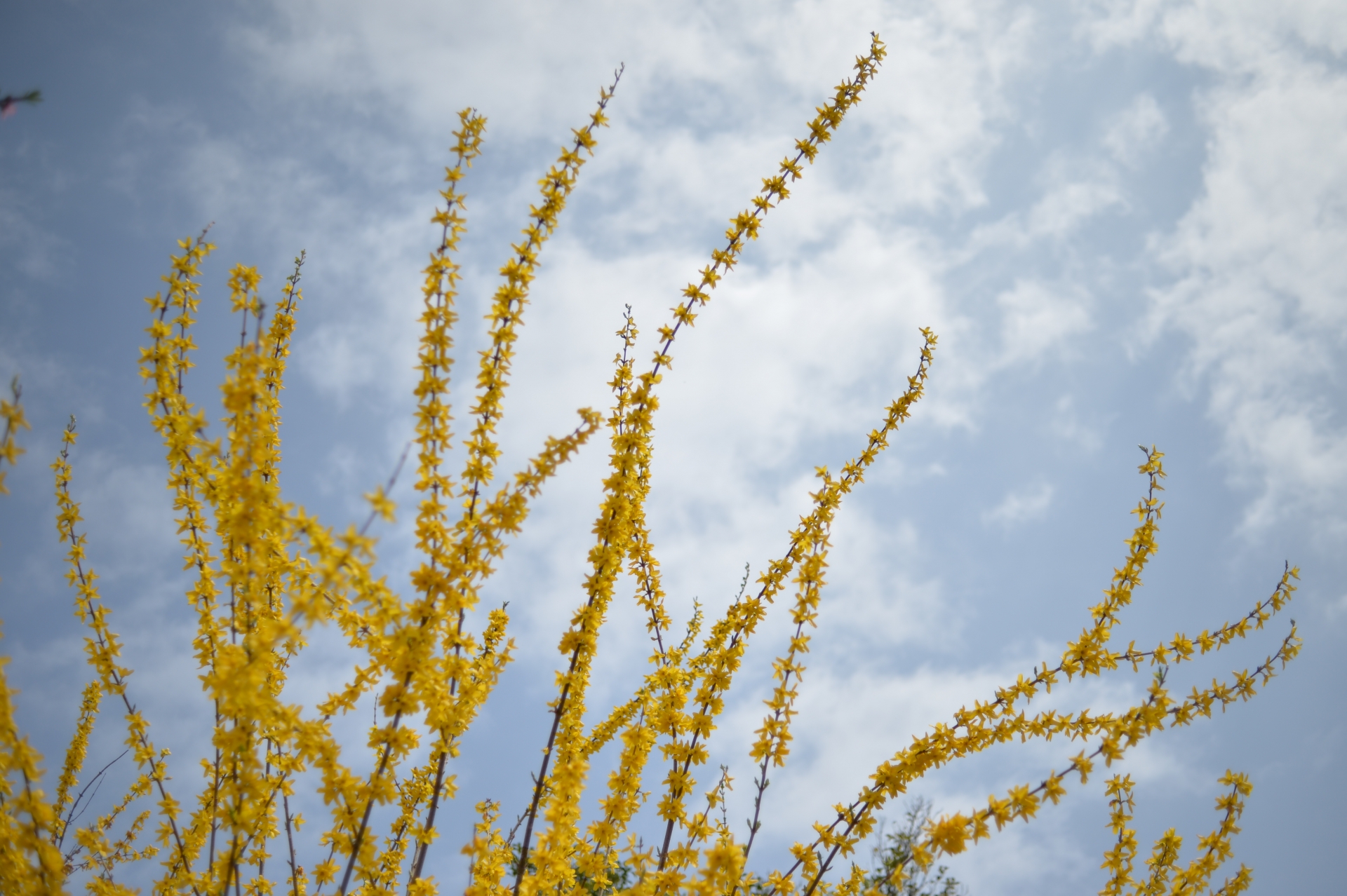 1月18日〜366日の誕生石〜 | differencee（ディファレンシー）公式