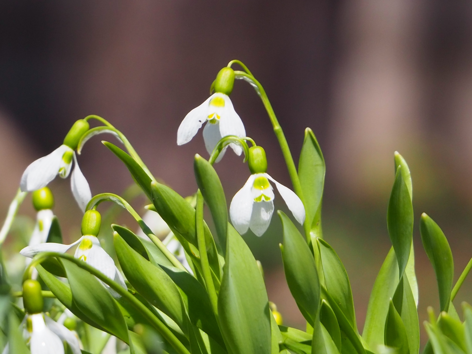 1月7日〜366日の誕生石〜 | differencee（ディファレンシー）公式