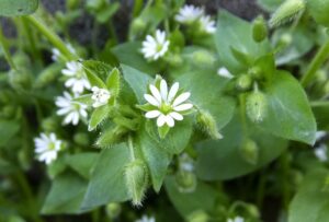 1月25日〜366日の誕生石〜 | differencee（ディファレンシー）公式