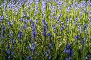 1月24日〜366日の誕生石〜 | differencee（ディファレンシー）公式