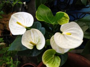 1月22日〜366日の誕生石〜 | differencee（ディファレンシー）公式