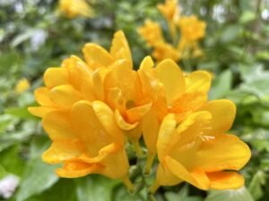 2月11日〜366日の誕生石〜 | differencee（ディファレンシー）公式