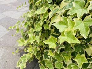 1月21日〜366日の誕生石〜 | differencee（ディファレンシー）公式