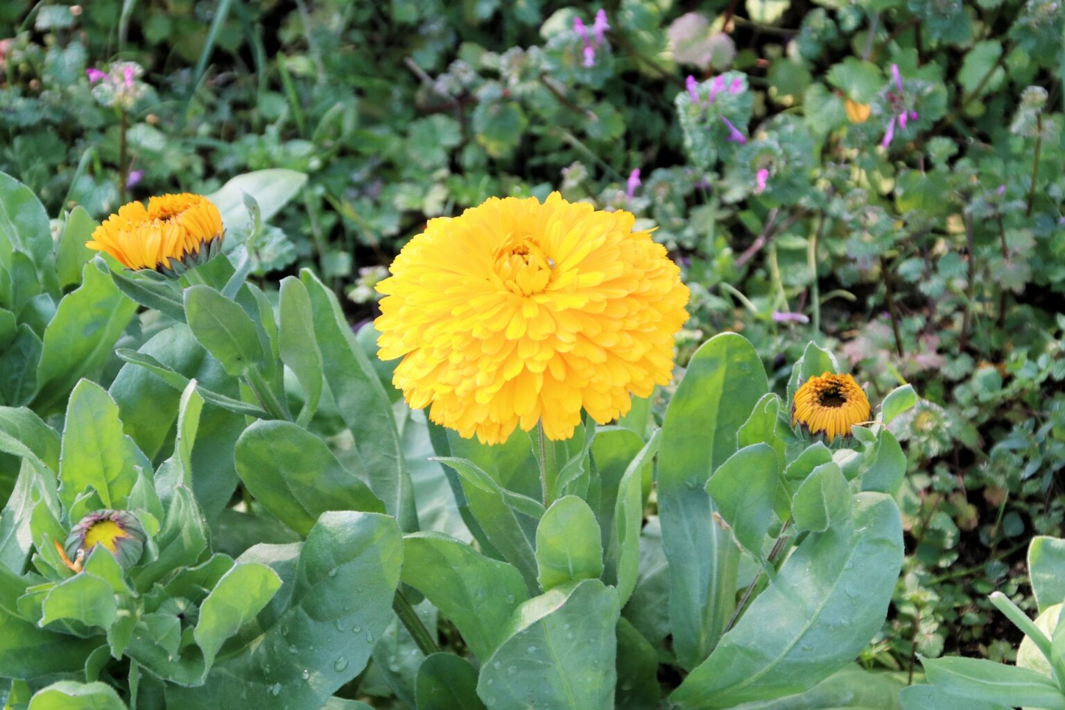 1月20日〜366日の誕生石〜 | differencee（ディファレンシー）公式