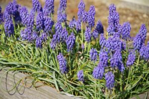 1月30日〜366日の誕生石〜 | differencee（ディファレンシー）公式