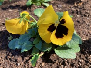 2月2日〜366日の誕生石〜 | differencee（ディファレンシー）公式