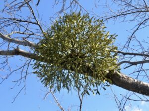 2月12日〜366日の誕生石〜 | differencee（ディファレンシー）公式